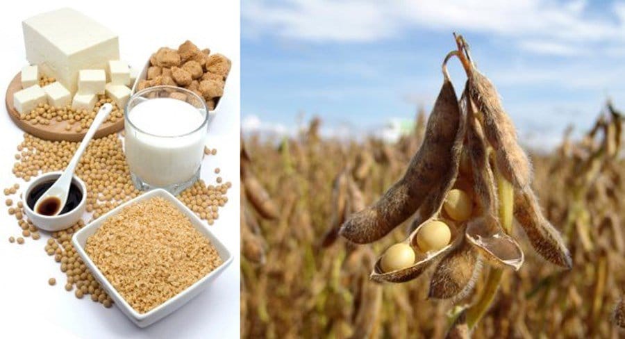 Alles über Soja-Protein - Fitnessmagnet©